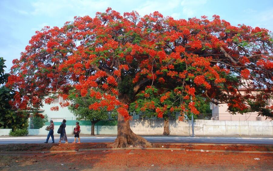 Flamboyán: árbol africano naturalizado yucateco - Cantera: E-Journal
